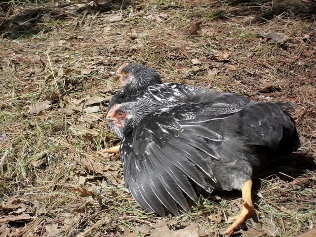 Chicks laying on their side with an outstretched wing ...