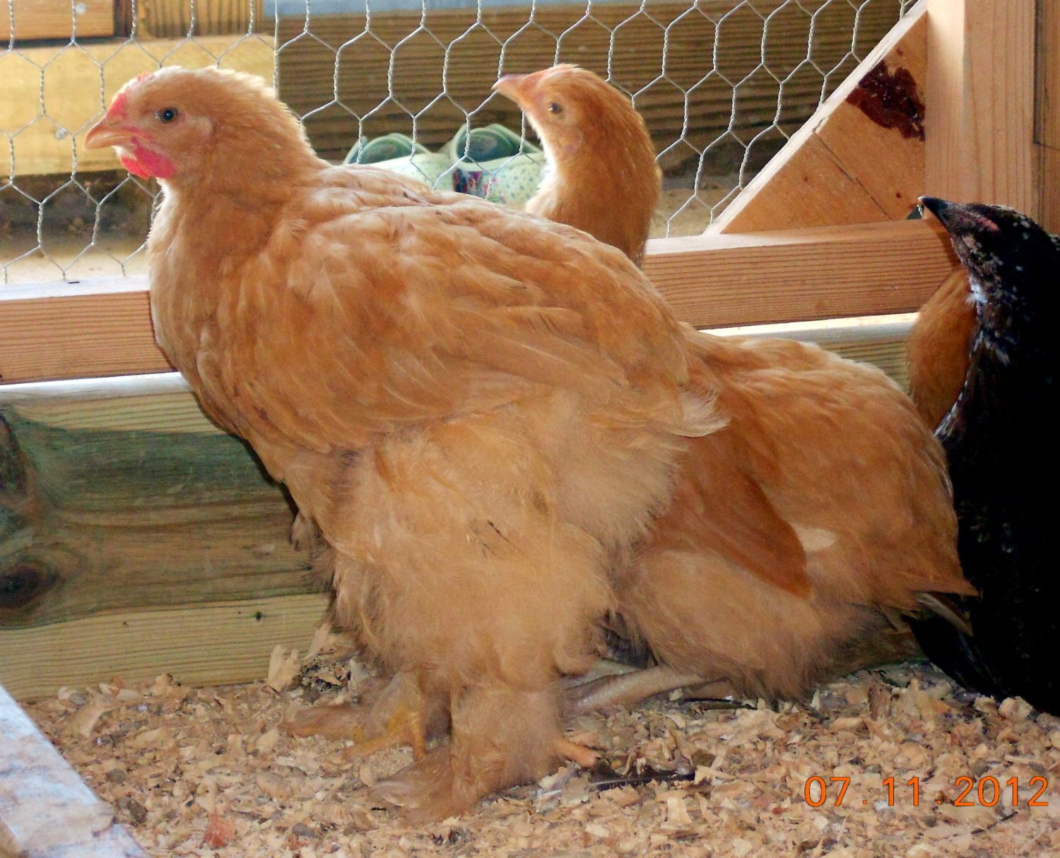Buff Cochin boy or girl? | BackYard Chickens - Learn How to Raise Chickens