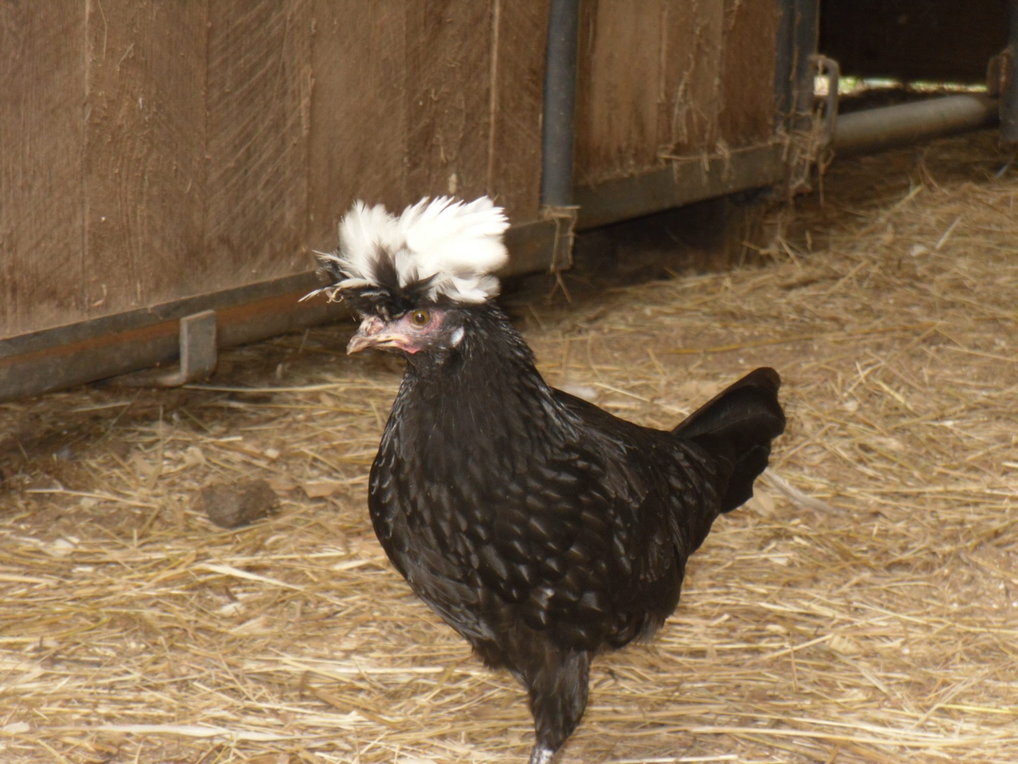 A Polish Hen or Roo? | BackYard Chickens - Learn How to Raise Chickens