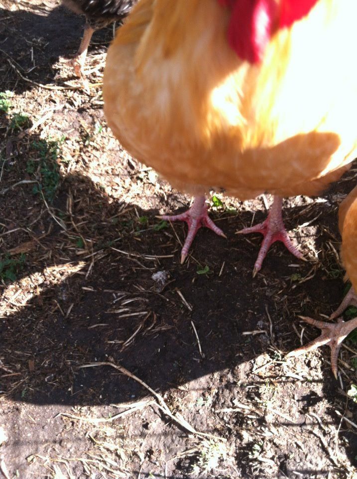 rooster with RED feet and legs, swollen/tender feet underneath also ...