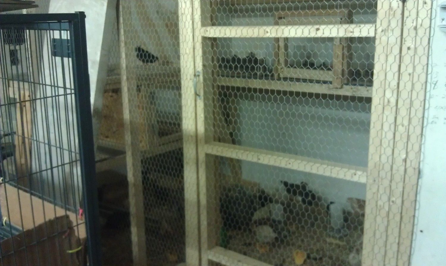 Chicken Enclosure in My Garage | BackYard Chickens - Learn How to Raise ...