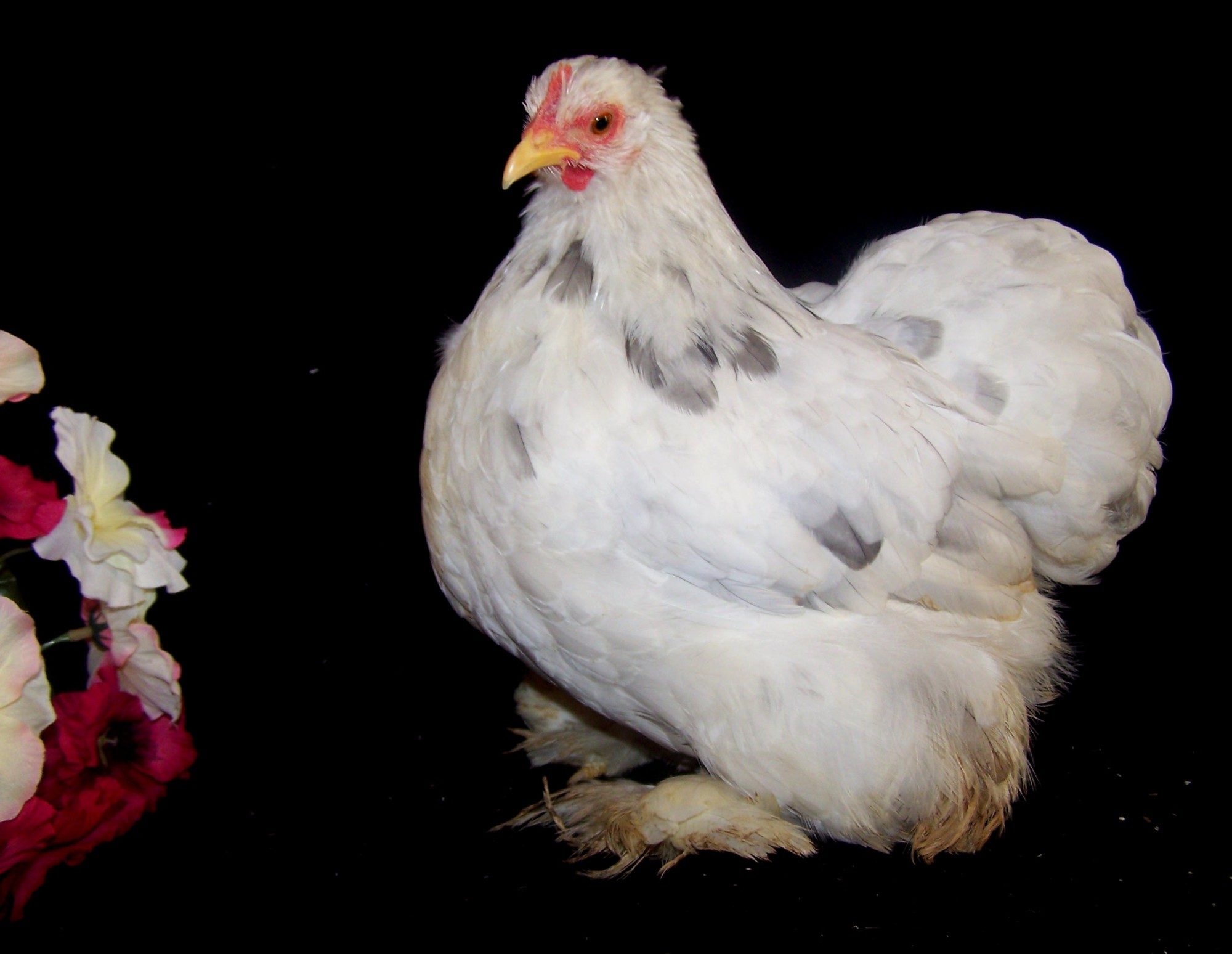 BIN~ 12+ Splash Cochin bantam eggs ~SHOW STOCK!
