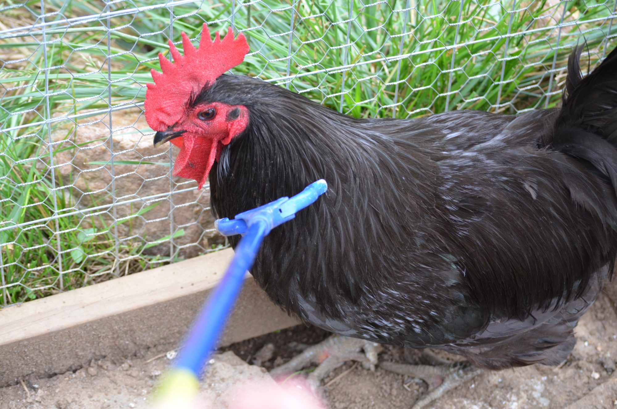 how to catch a chicken? - Page 2