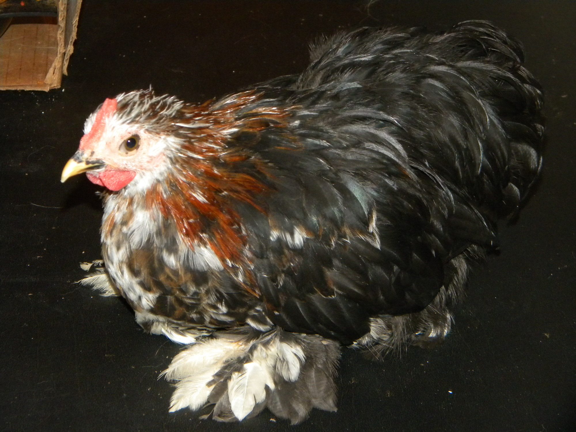 What color are these cochin bantam chicks