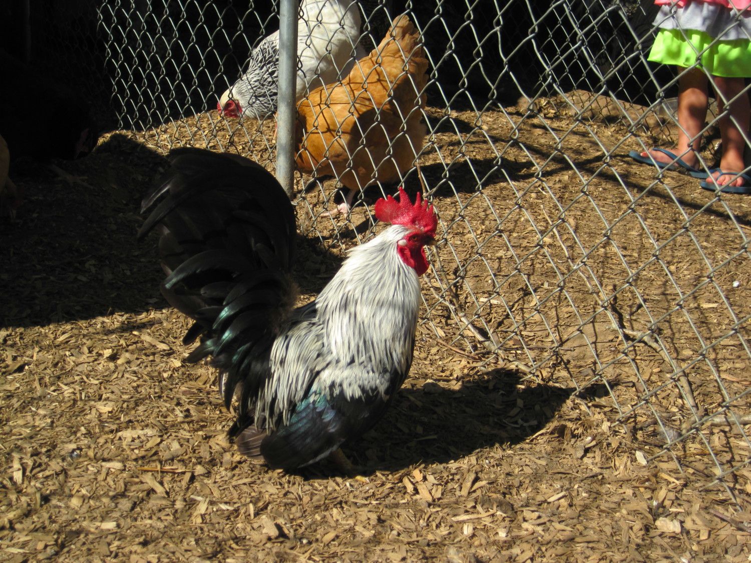 introducing my little rooster, can anyone identify the breed