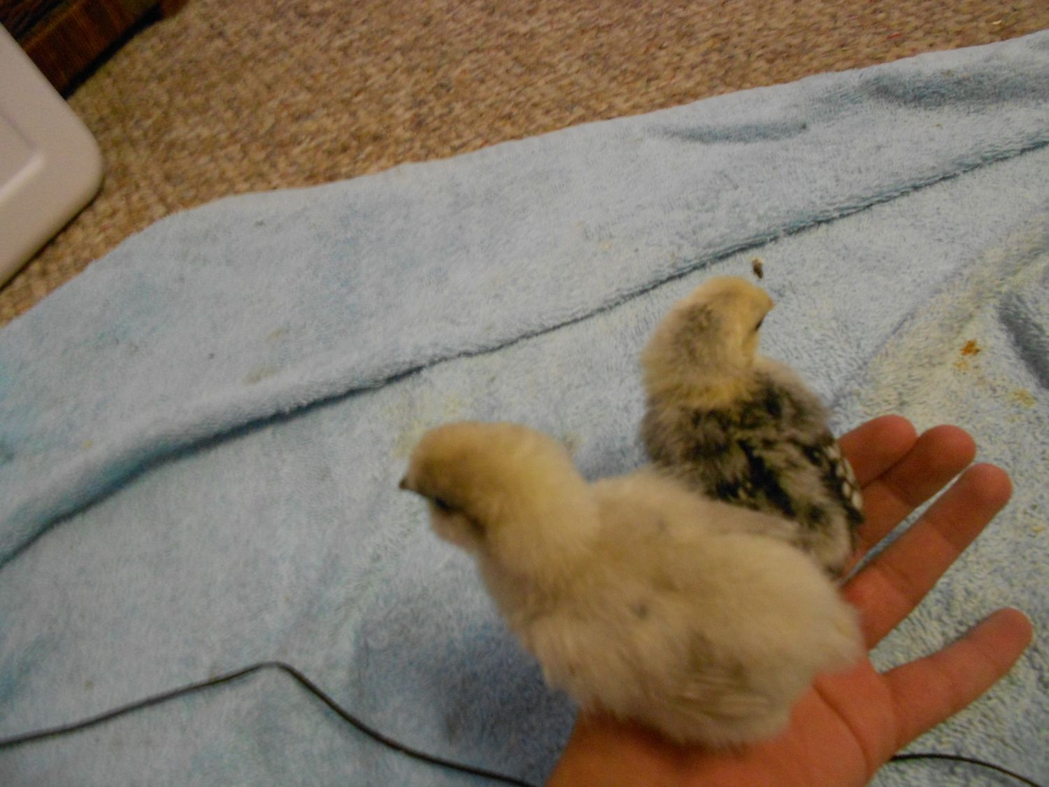 show of your baby chickens - Page 5