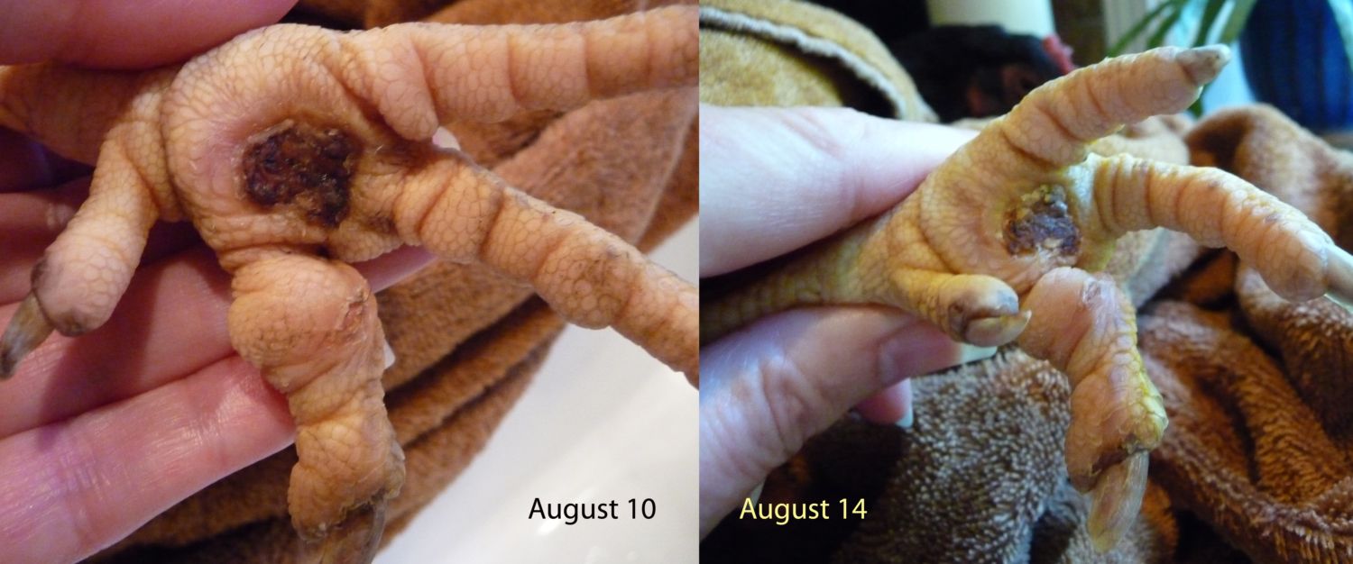 Does it look like these feet are healing? (bumble foot pics)