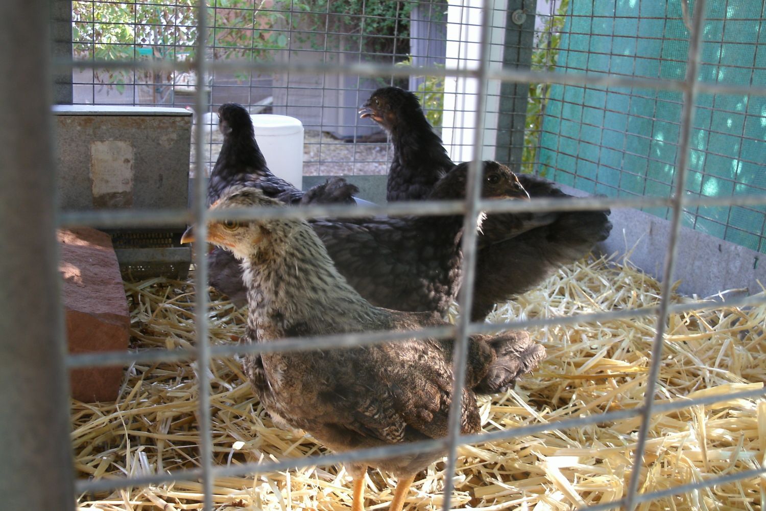 ~Contest~ Fluffy feet and five toed chickens! Ends 9/26