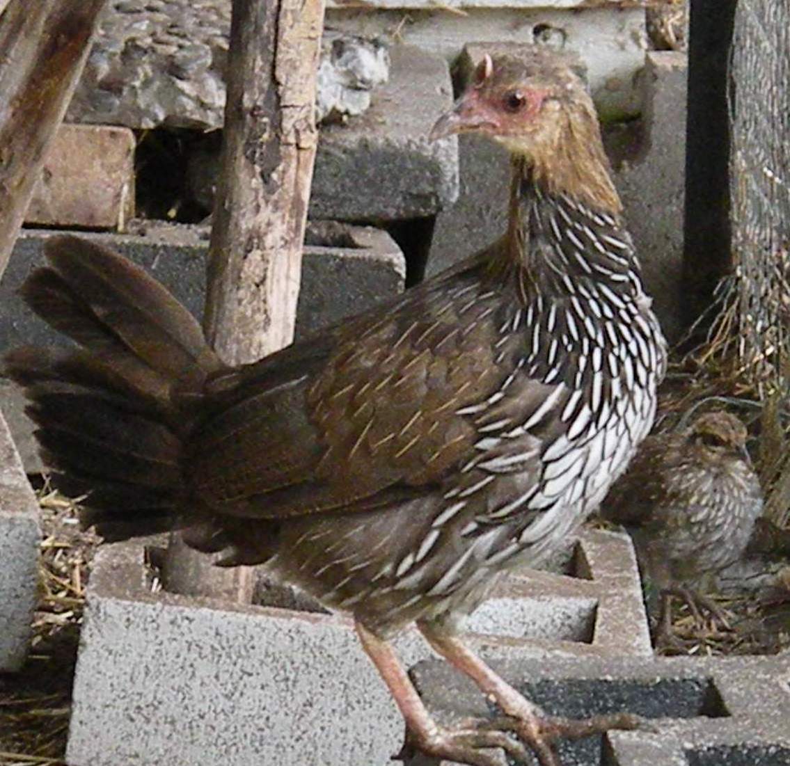 Grey Jungle Fowl Sonnerats Gray Junglefowl