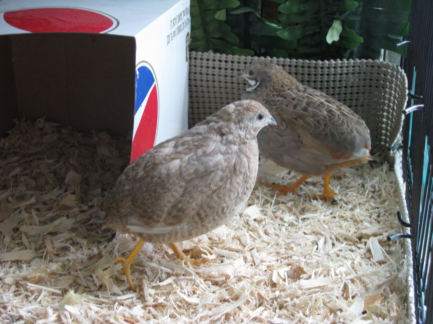 cute as a button quails