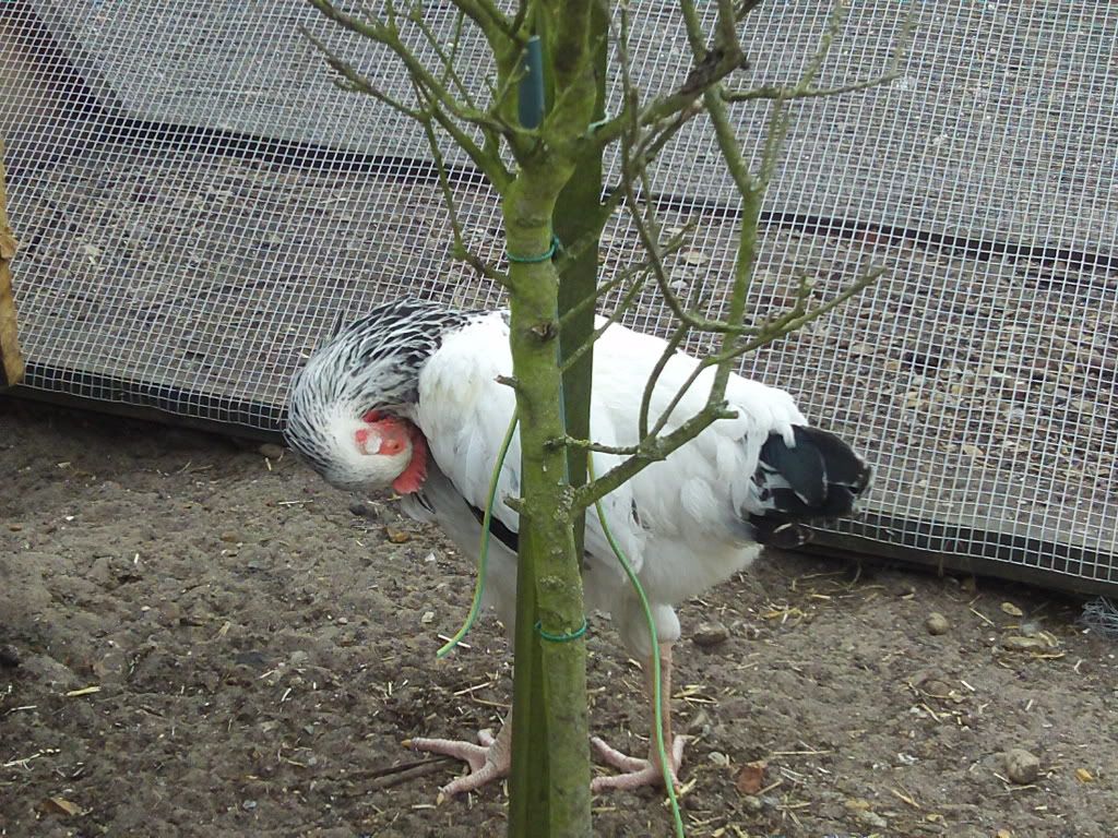 Light Sussex Backyard Chickens Learn How To Raise Chickens
