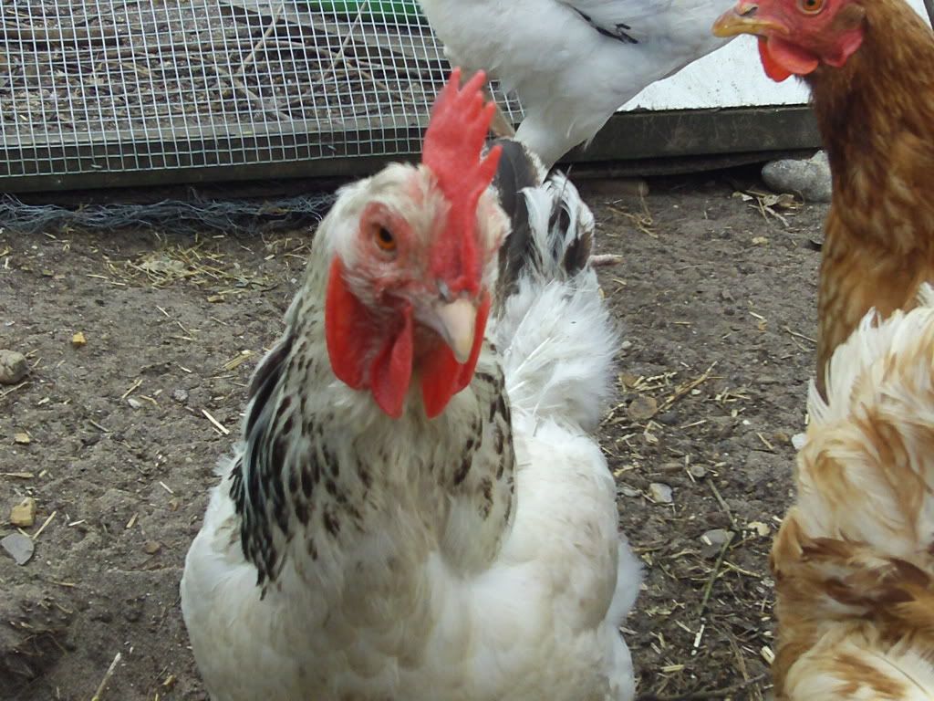 Light Sussex Backyard Chickens Learn How To Raise Chickens