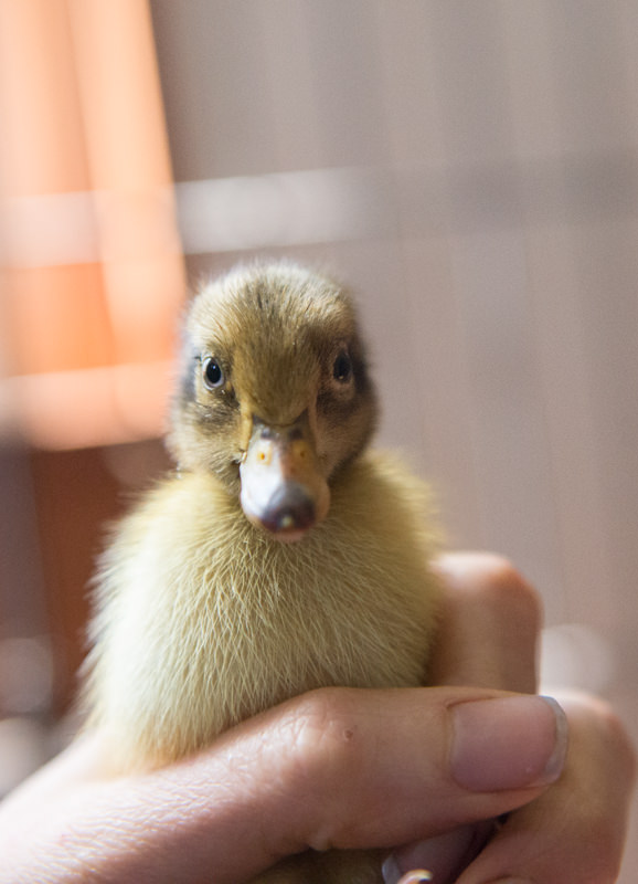 Welsh Harlequin Ducklings Sex By Bill Backyard Chickens Learn How To Raise Chickens