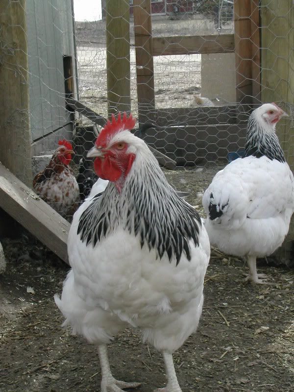 6 Light Sussex Hatching Eggs Greenfire Farms Stock Backyard Chickens Learn How To Raise