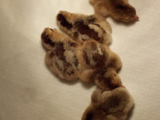 Sex Link Bantams Backyard Chickens Learn How To Raise Chickens