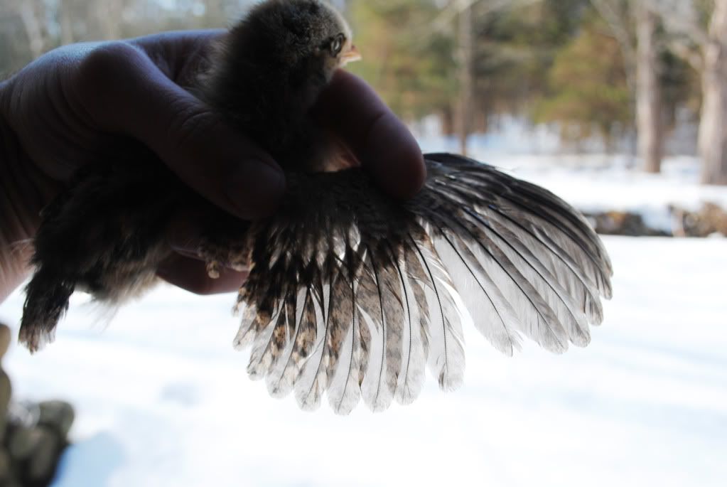 Ameraucana Chick Wing Sexing Photos Backyard Chickens Learn How To Raise Chickens