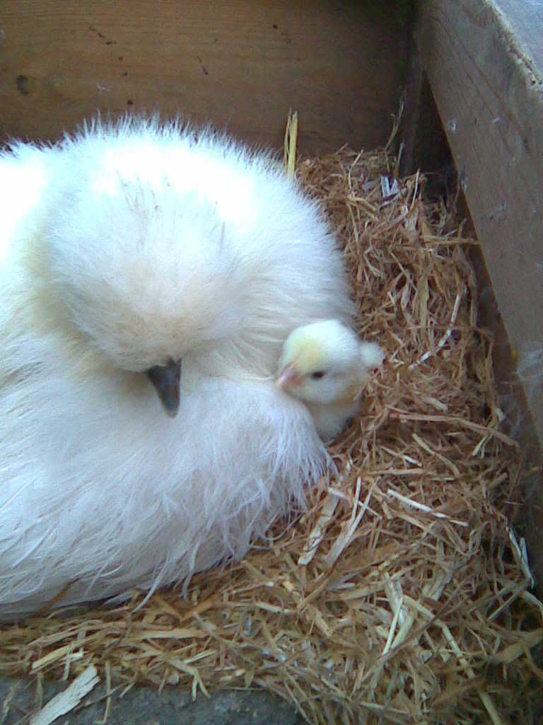 Light Sussex Backyard Chickens Learn How To Raise Chickens