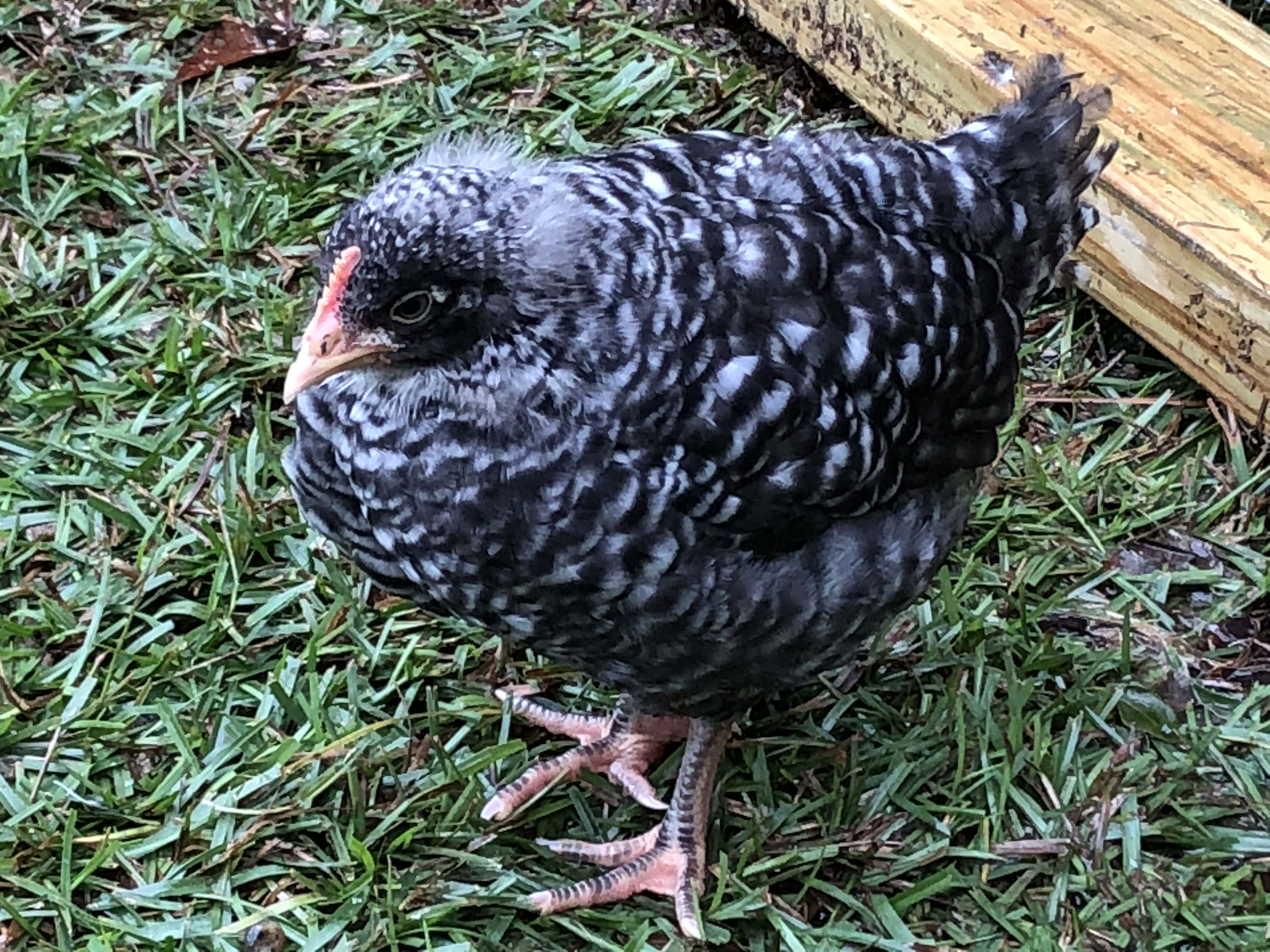 Gender guesses on these 5 week olds? | BackYard Chickens - Learn How to ...