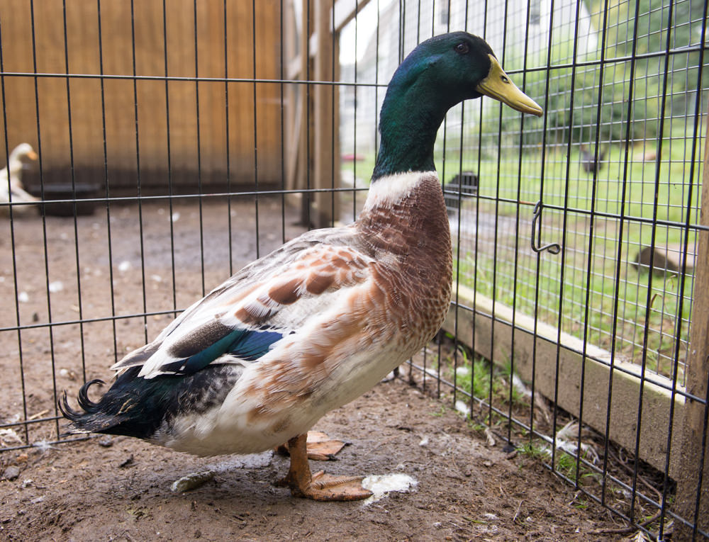 Welsh Harlequin Ducklings Sex By Bill Backyard Chickens Learn How To Raise Chickens