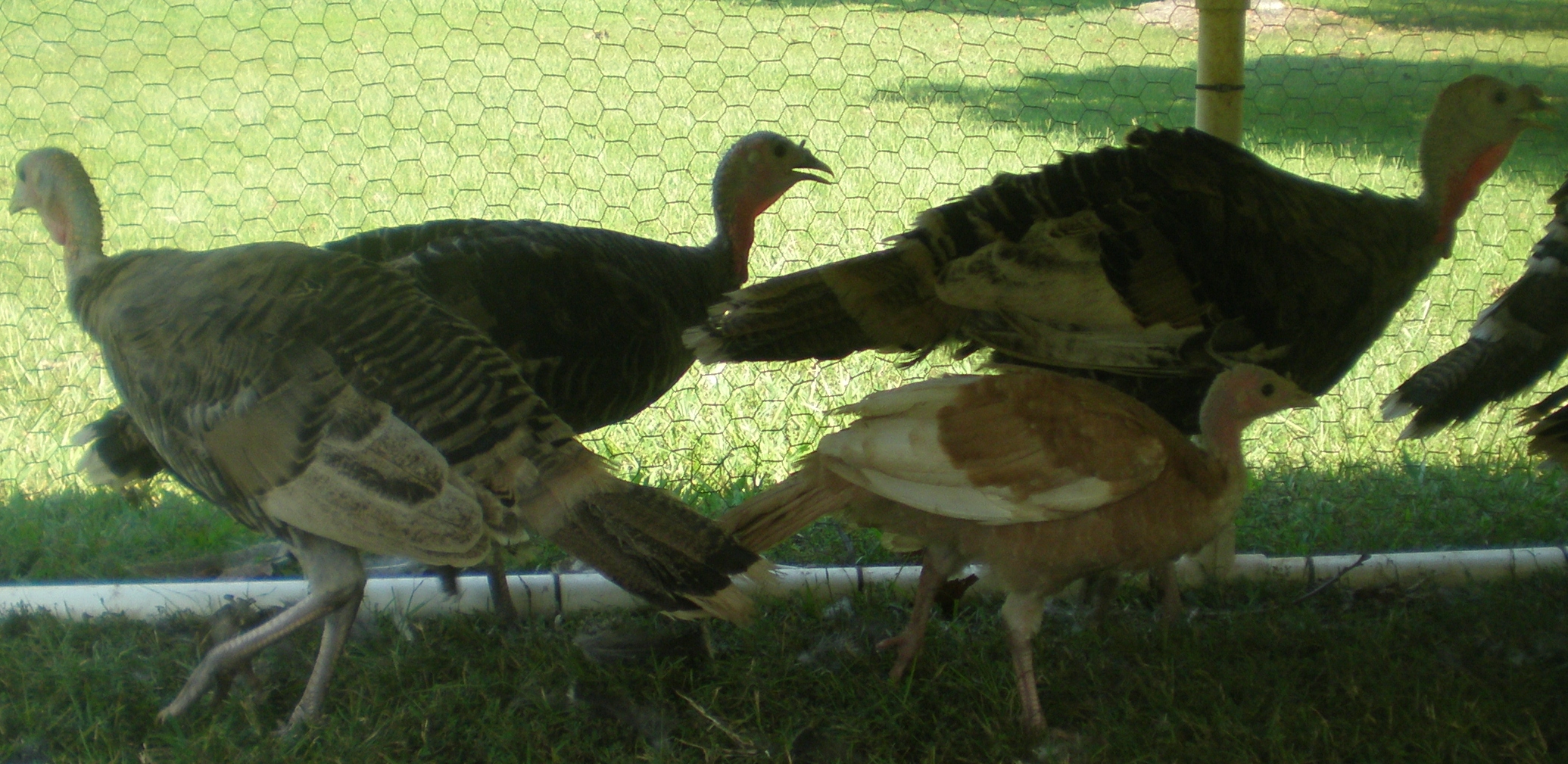 Barnyard Turkey | BackYard Chickens - Learn How to Raise Chickens