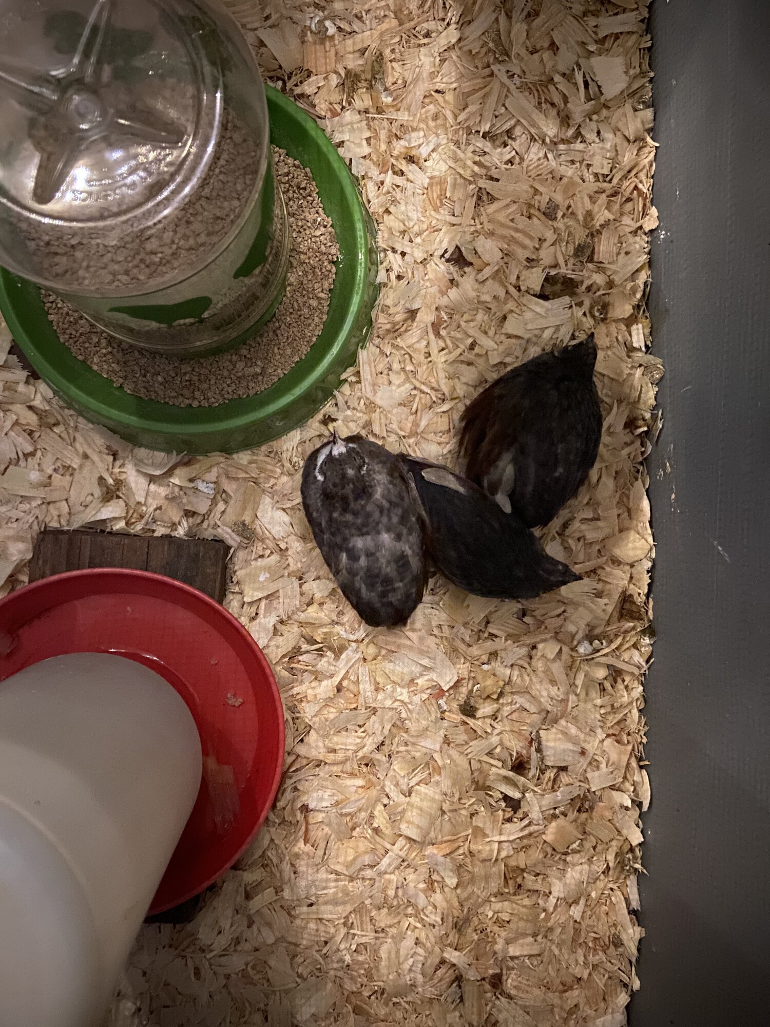 Button quail (King quail) | BackYard Chickens - Learn How to Raise Chickens