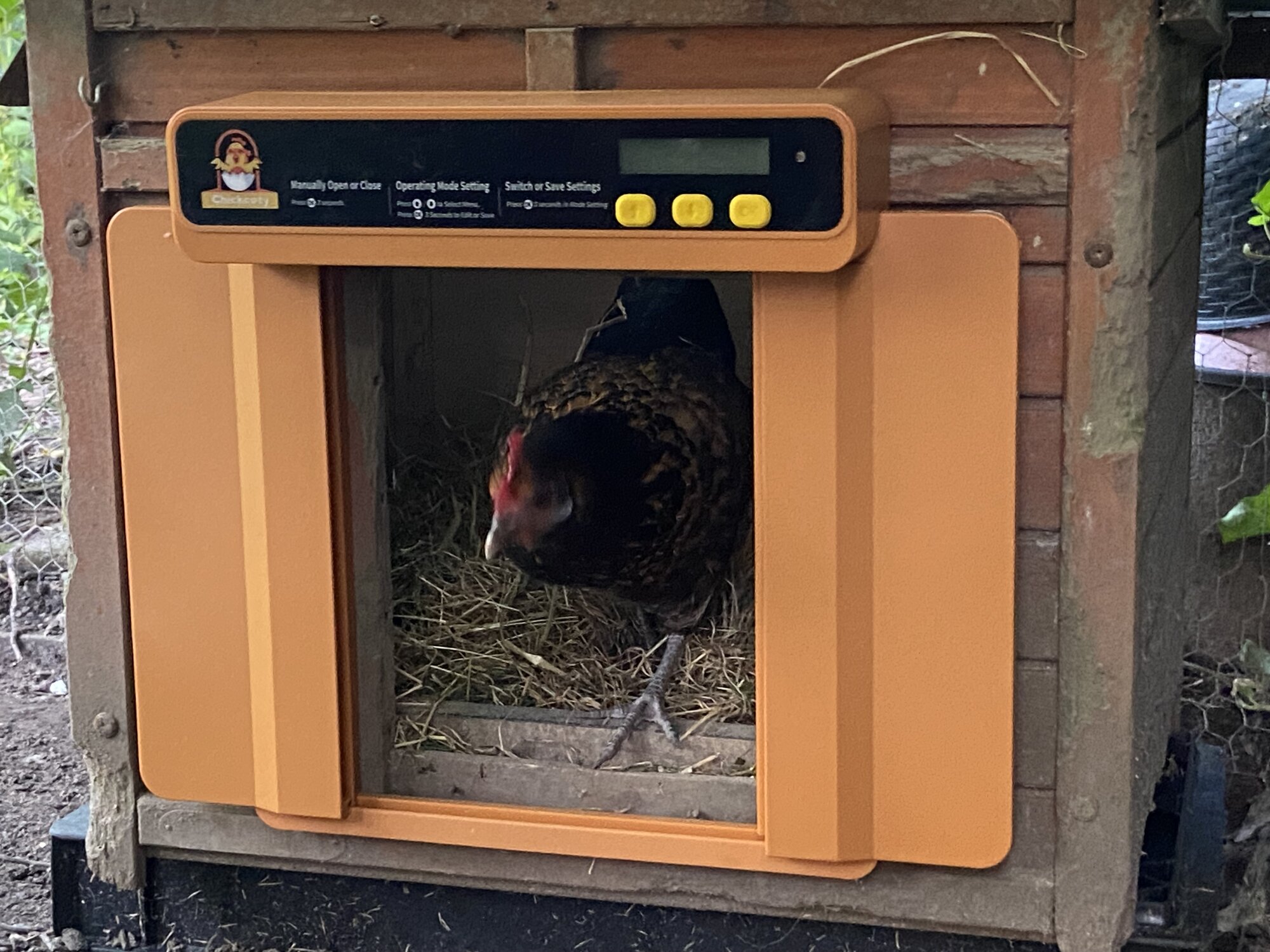 Review auto pop door chicken cozy | BackYard Chickens - Learn How to ...